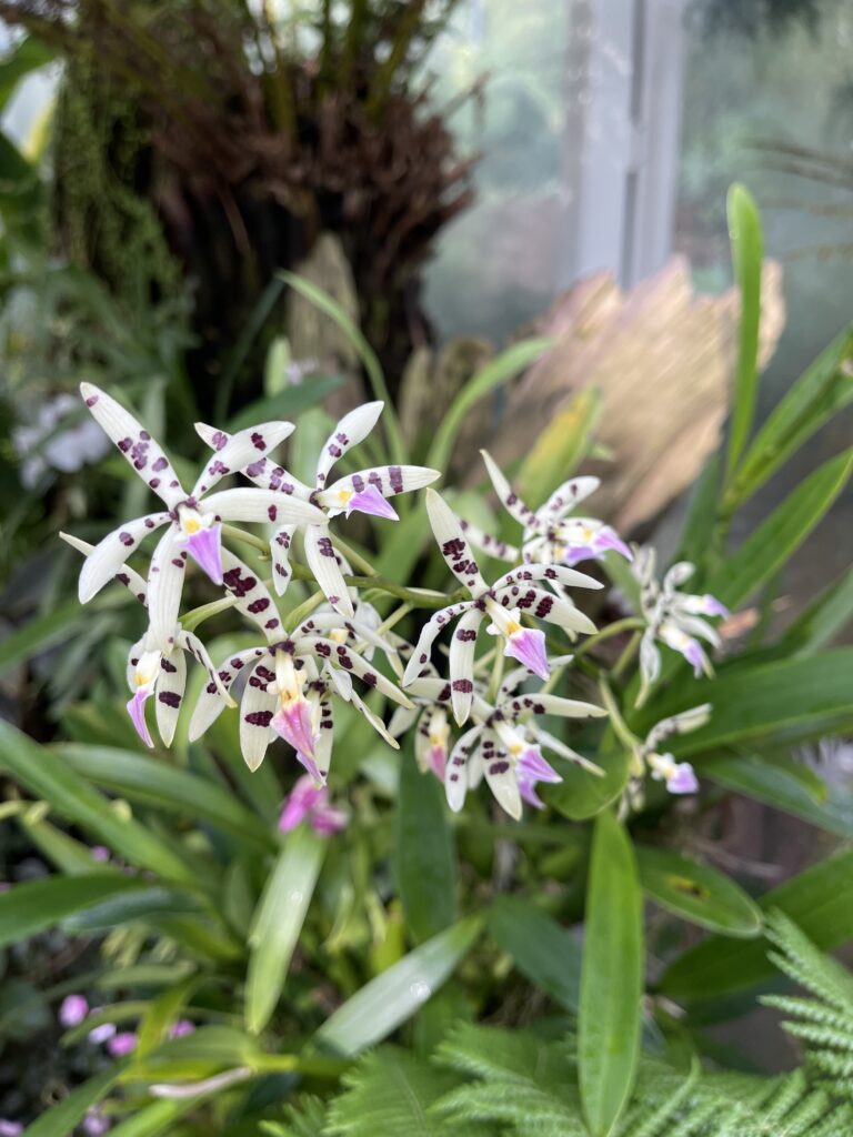 [Why Change Your Name!] - FU LU SHOU